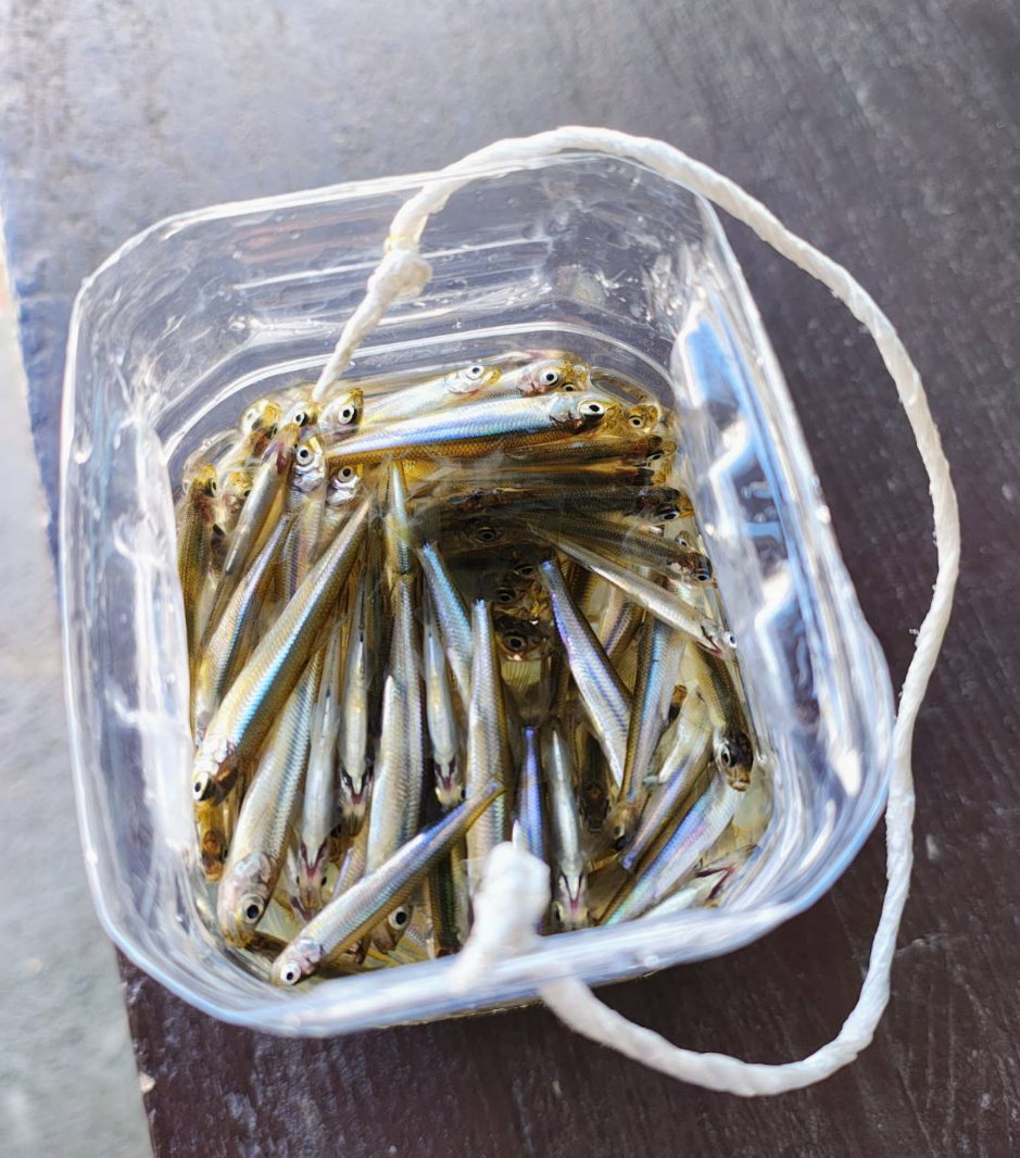 Notice of the end of smelt fishing on Lake Poroto in 2025 | Hokkaido ...